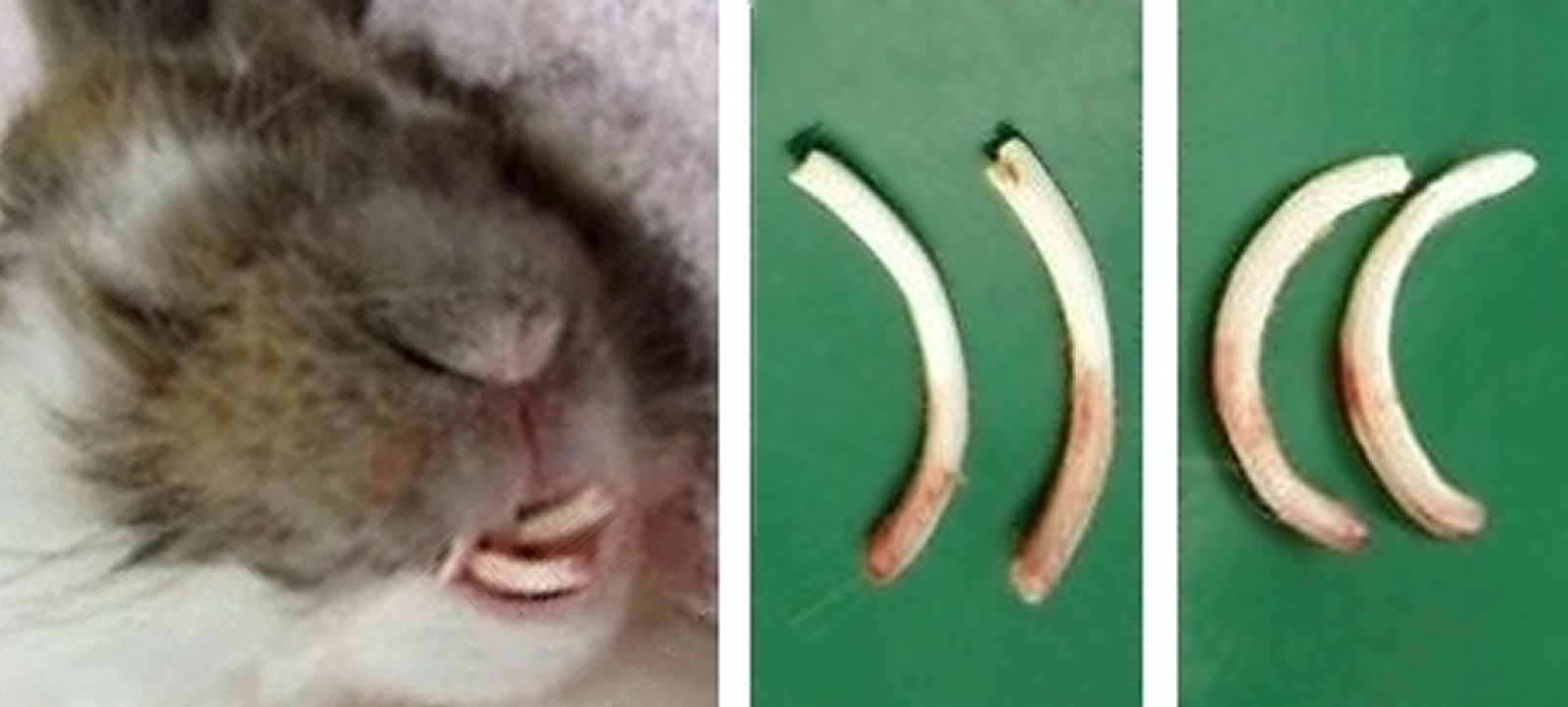 Gebitsverzorging van je Konijn - Dierenkliniek Hugen