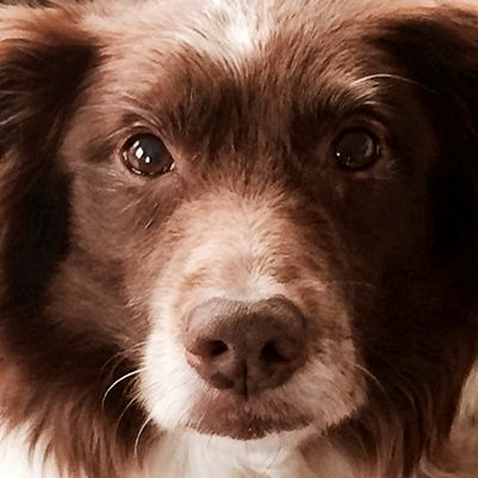 Senior Hond: wat kunt u doen ? - Dierenkliniek Hugen
