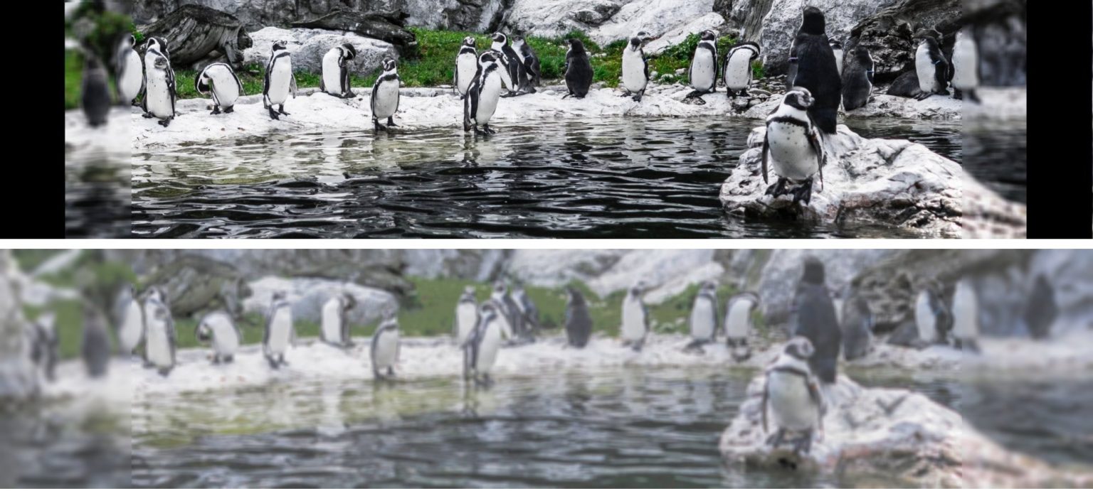 Wat ziet een kat ? - Dierenkliniek Hugen