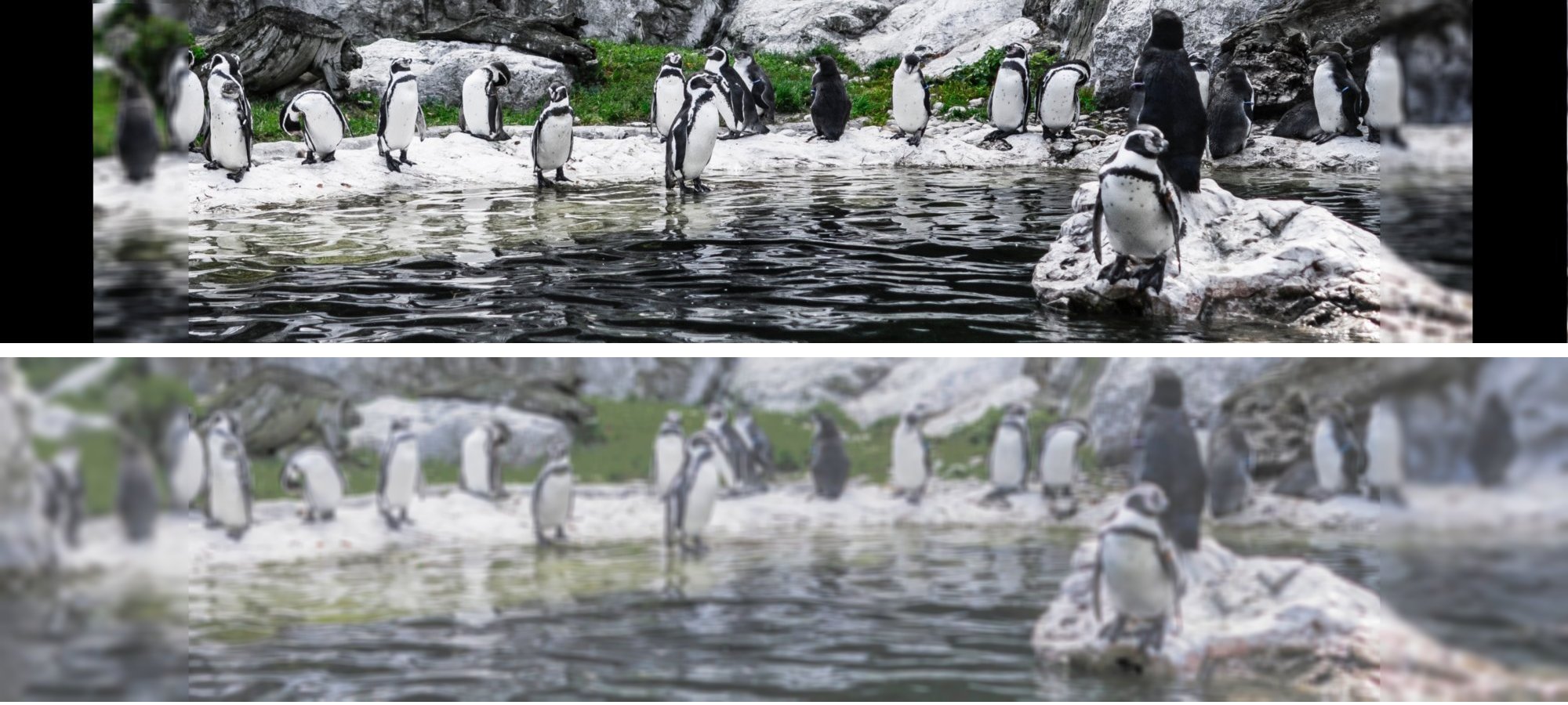 Wat ziet een kat ? - Dierenkliniek Hugen