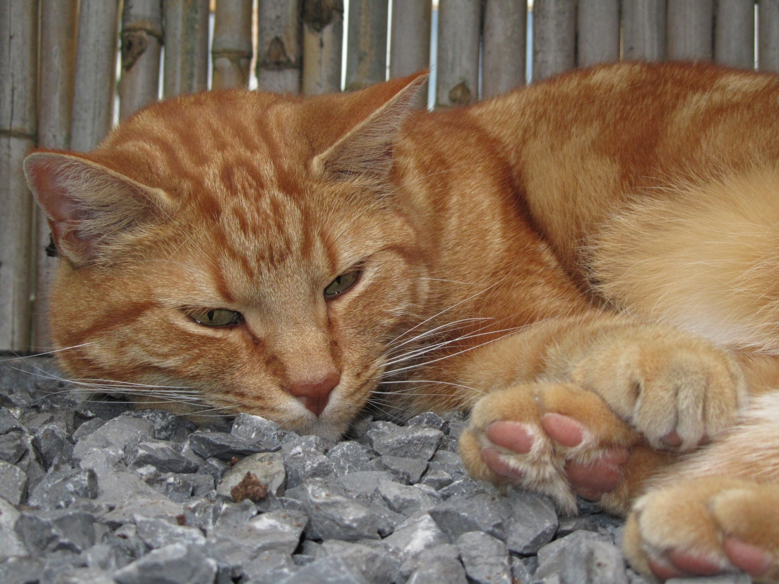Senior Kat: wat kunt u doen ? - Dierenkliniek Hugen