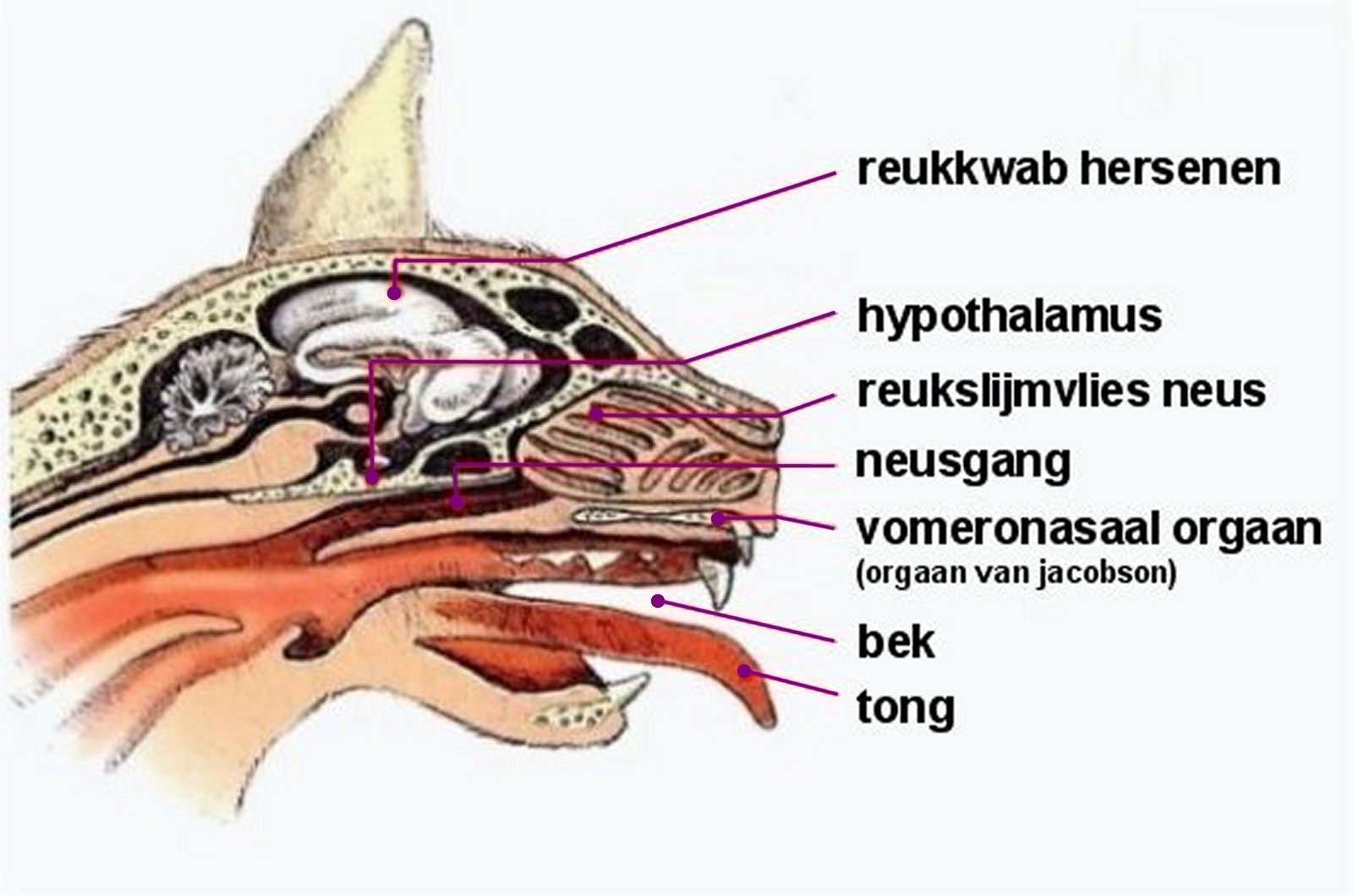 Wat proeft een kat ? - Dierenkliniek Hugen
