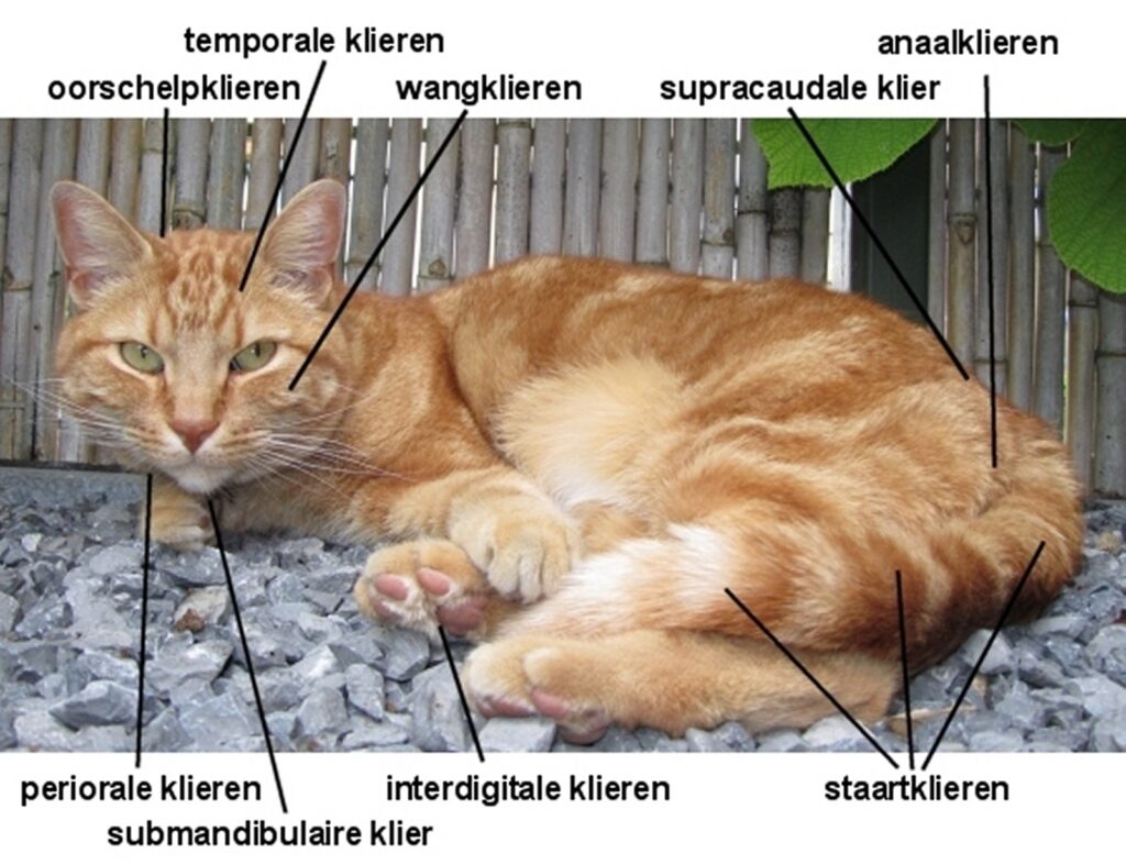 Feromonen bij de kat - Dierenkliniek Hugen