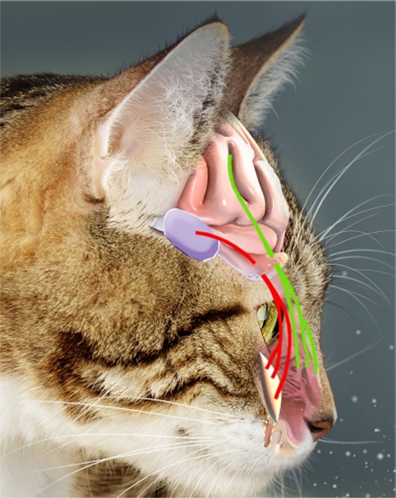 Feromonen bij de kat - Dierenkliniek Hugen