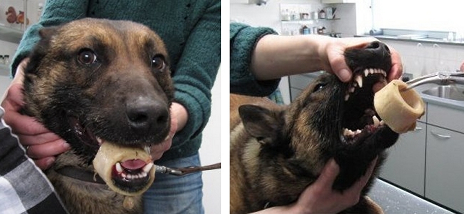 Een hele kluif - Dierenkliniek Hugen